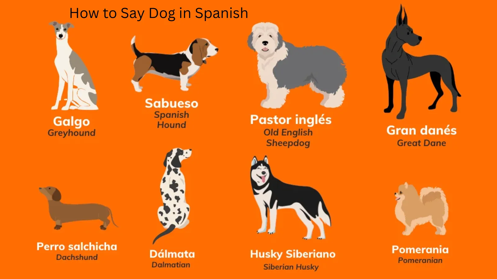 How to Say Dog in Spanish: 15 Ways to Talk About
